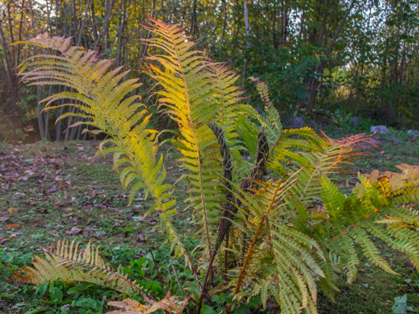 OSTRICH FERN (Matteuccia struthiopteris) | East Michigan Native Plants