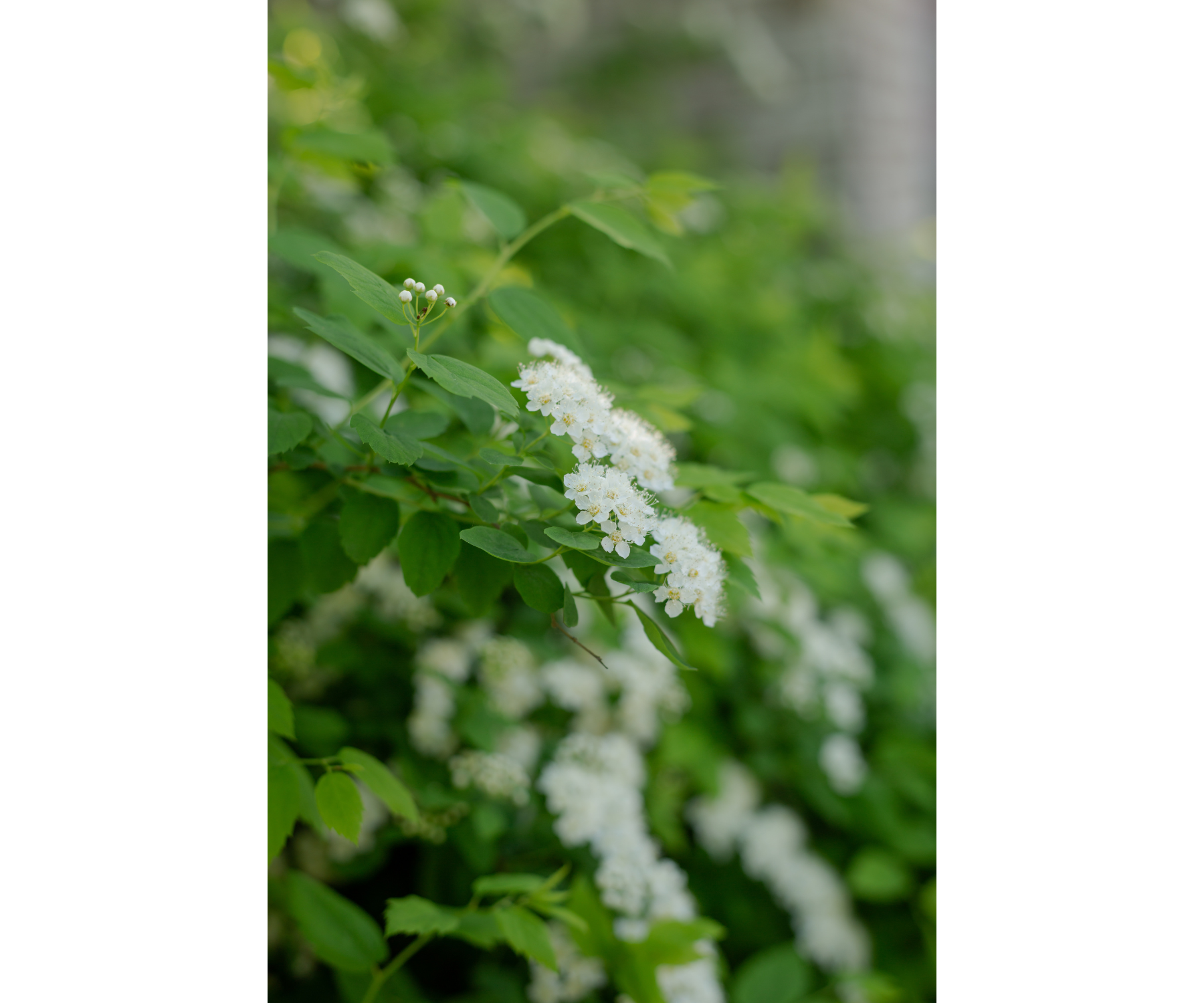 NANNYBERRY (Viburnum lentango) | East Michigan Native Plants
