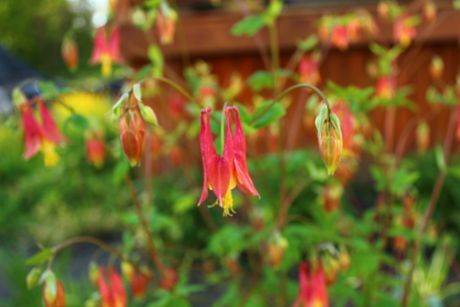 WILD COLUMBINE (Aquilegia canadensis) | East Michigan Native Plants