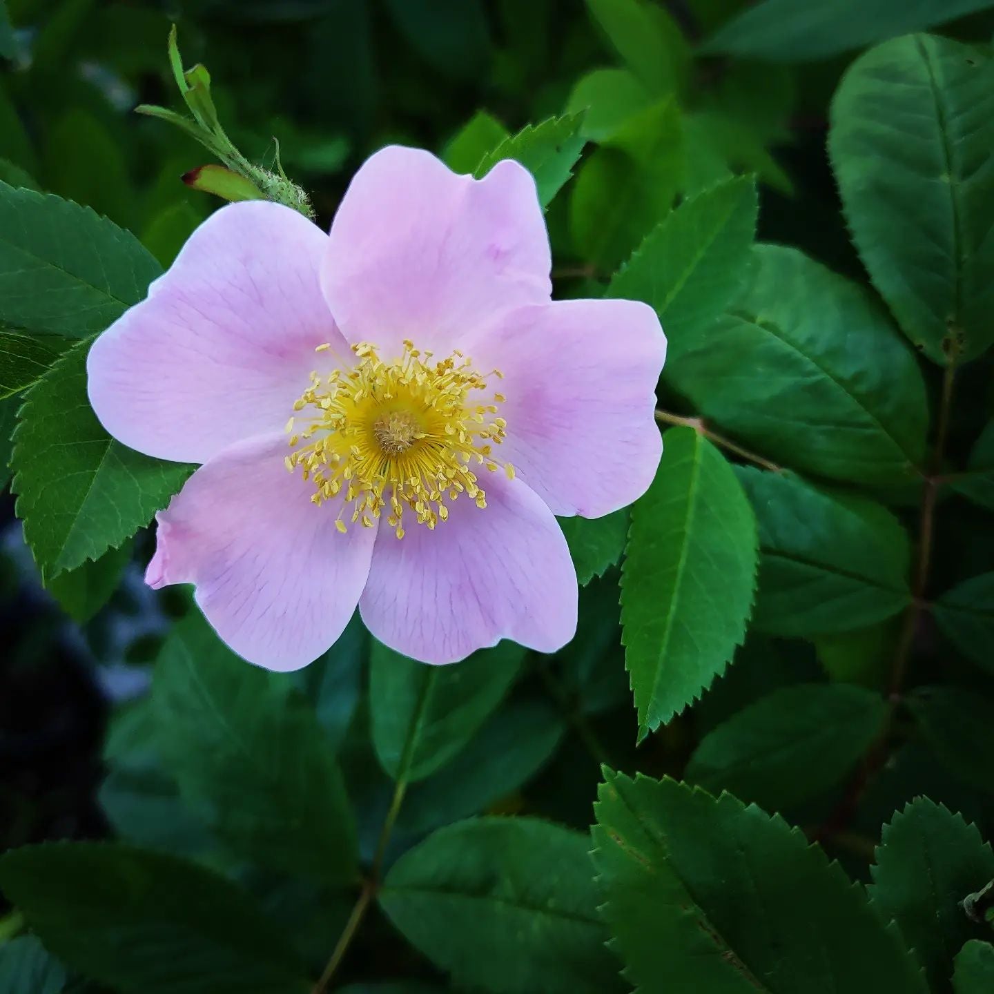 PASTURE / CAROLINA ROSE (Rosa carolina) | East Michigan Native Plants