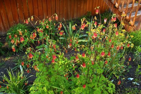 WILD COLUMBINE (Aquilegia canadensis) | East Michigan Native Plants