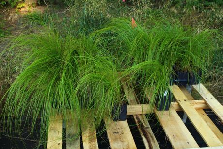 BROWN FOX SEDGE (Carex vulpinoidea) | East Michigan Native Plants