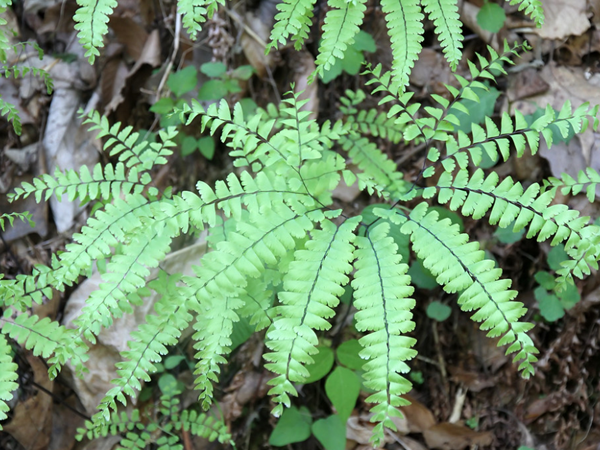 MAIDENHAIR FERN (Adiantum pedatum) | East Michigan Native Plants