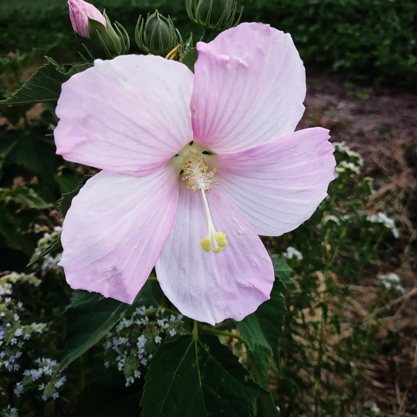 HIBISCUS/ROSE MALLOW (Hibiscus laevis) | East Michigan Native Plants