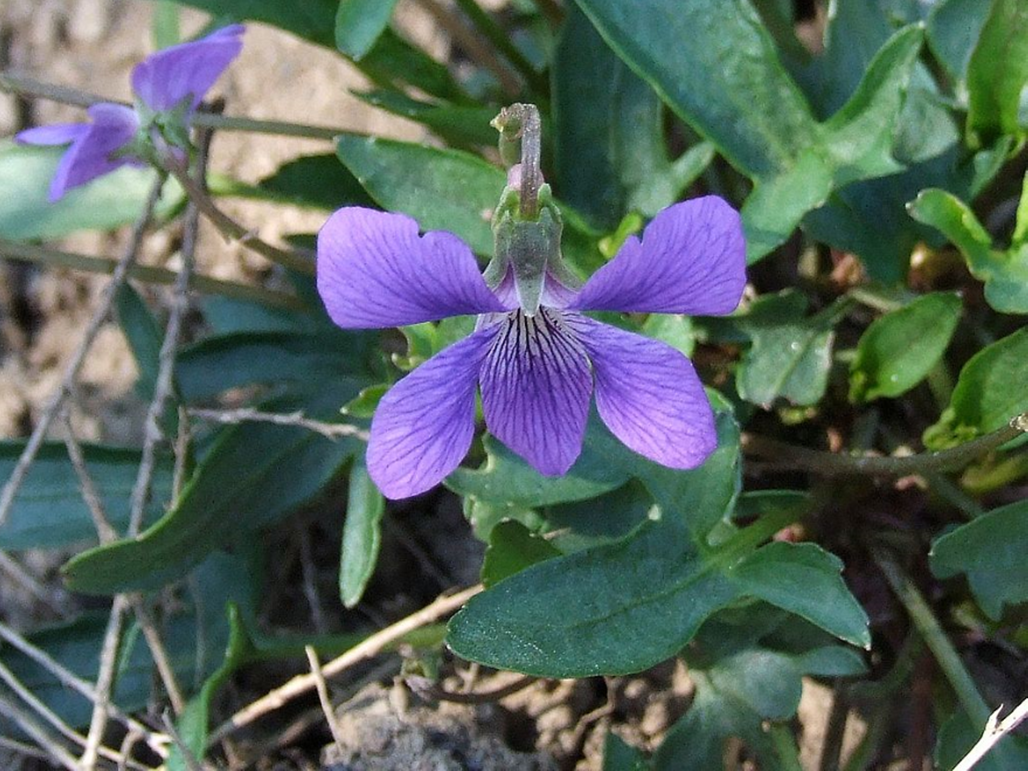 WOOD VIOLET (Viola palmata) | East Michigan Native Plants