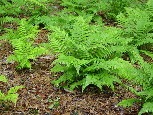 LADY FERN (Athyrium filix-femina) | East Michigan Native Plants