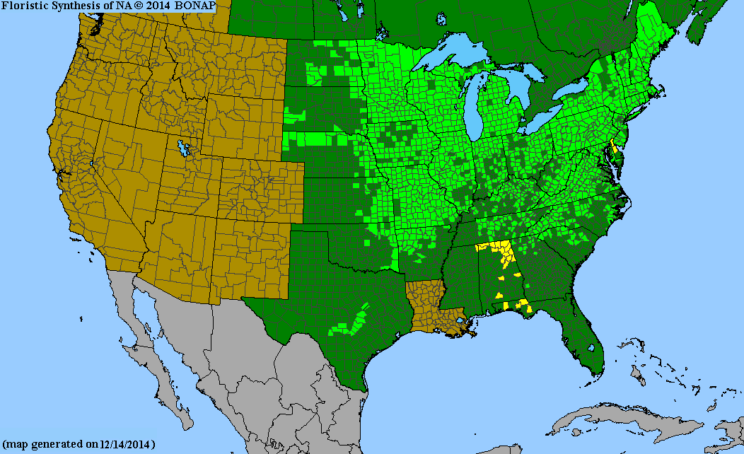 WILD COLUMBINE (Aquilegia canadensis) | East Michigan Native Plants