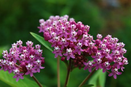 SWAMP MILKWEED (Asclepias incarnata) | East Michigan Native Plants