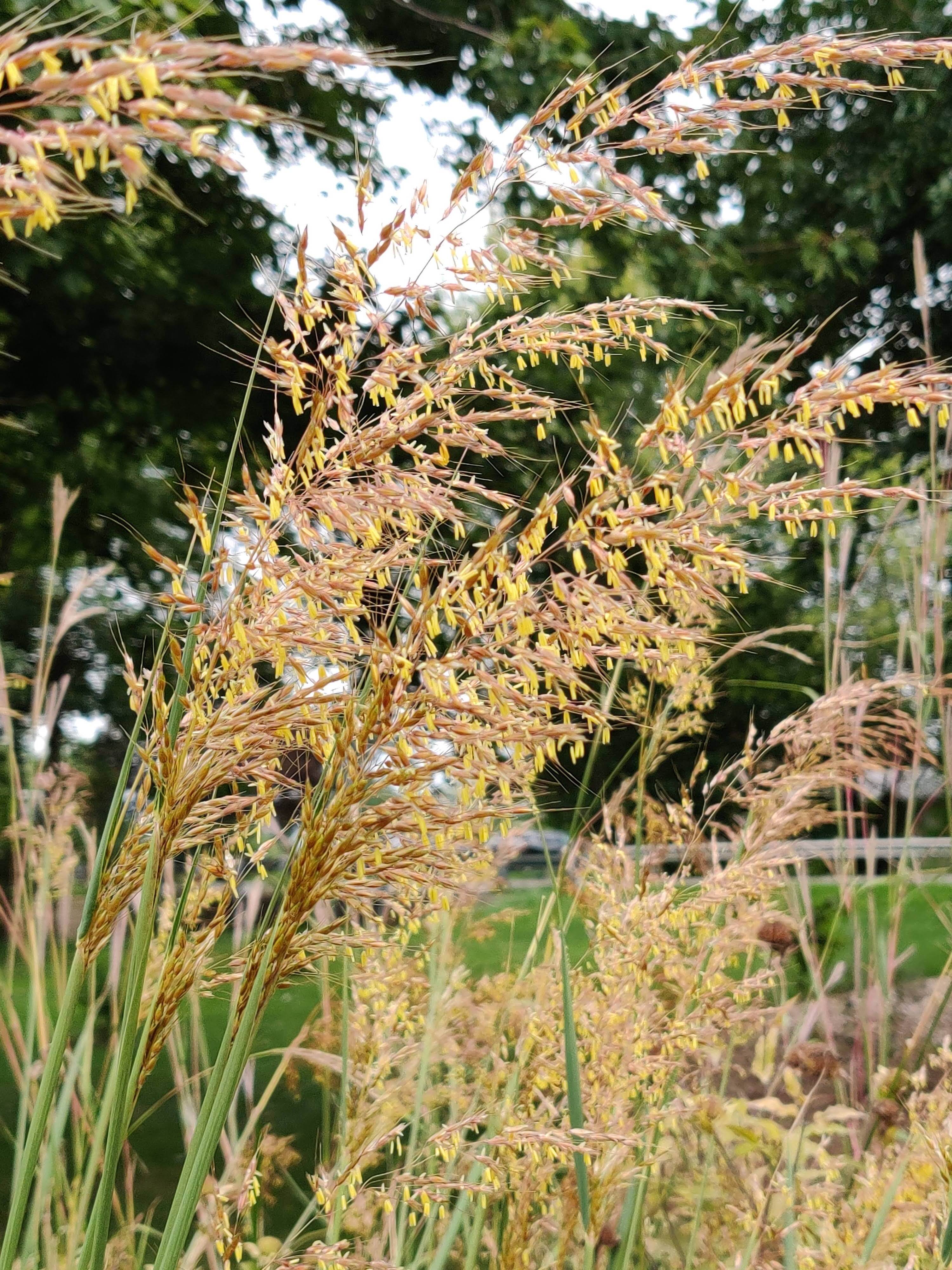 INDIAN GRASS (Sorghastrum nutans) | East Michigan Native Plants