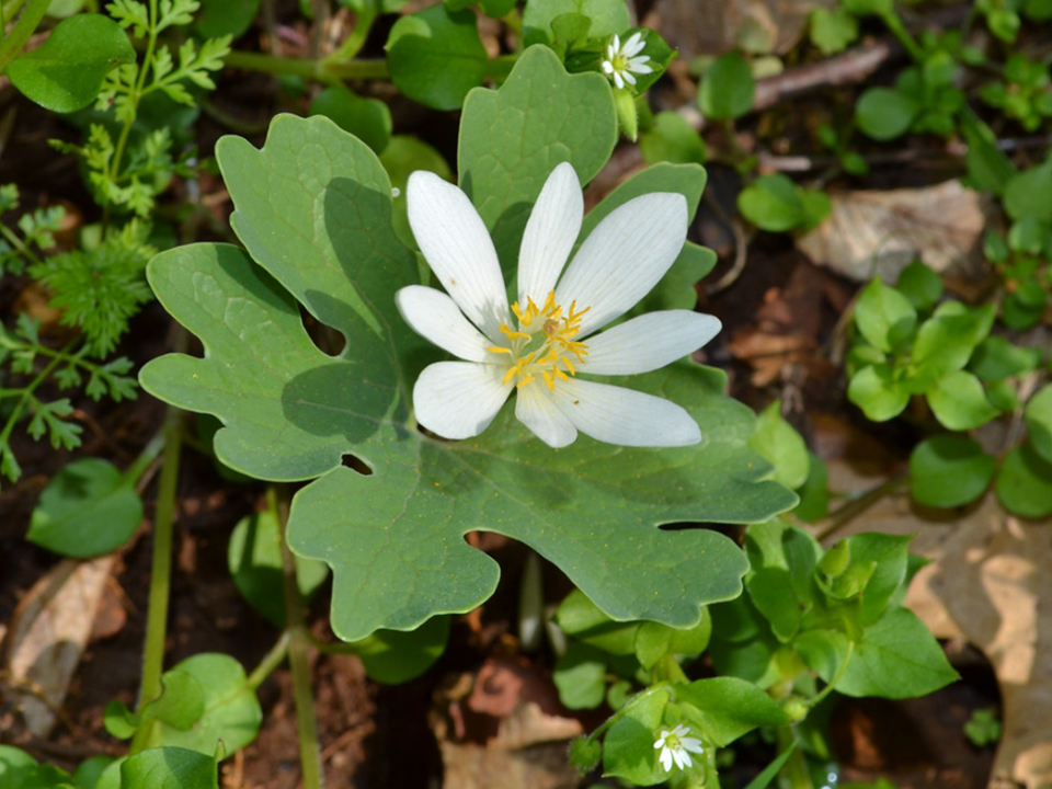 BLOODROOT (Sanguinarium canadensis) | East Michigan Native Plants