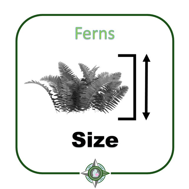 Ferns Height | East Michigan Native Plants
