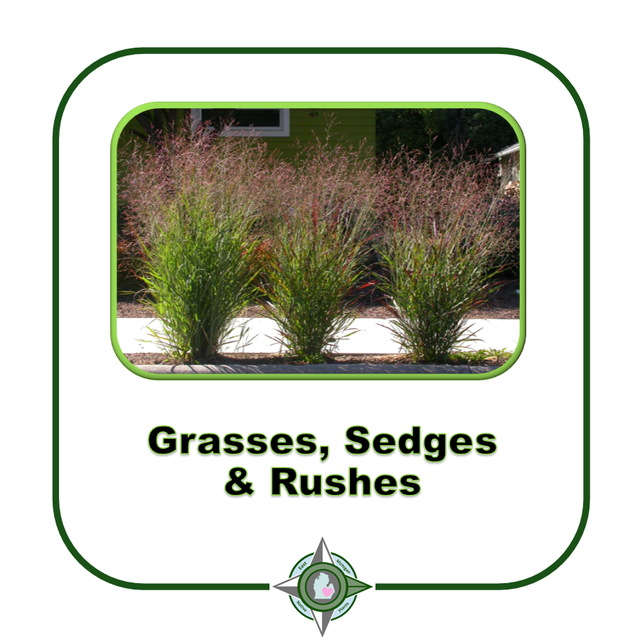 Grasses, Sedges & Rushes | East Michigan Native Plants