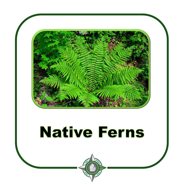 Ferns | East Michigan Native Plants