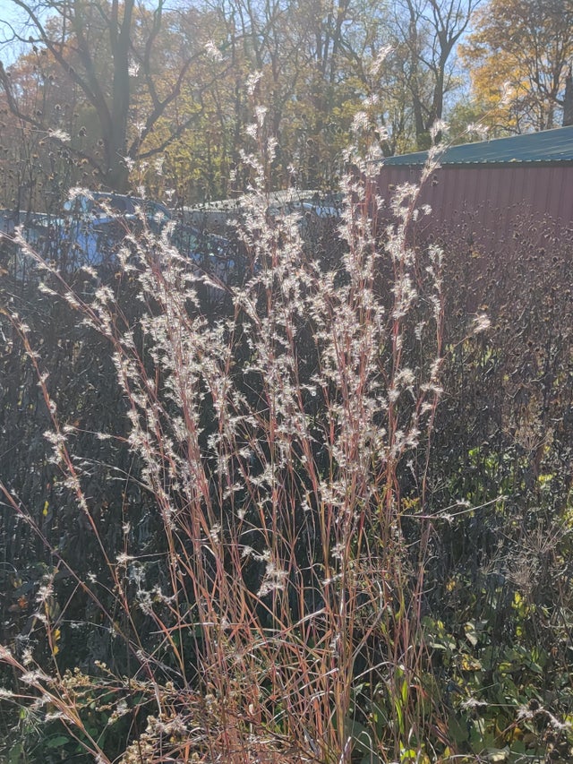 All Grasses, Sedges & Rushes | East Michigan Native Plants