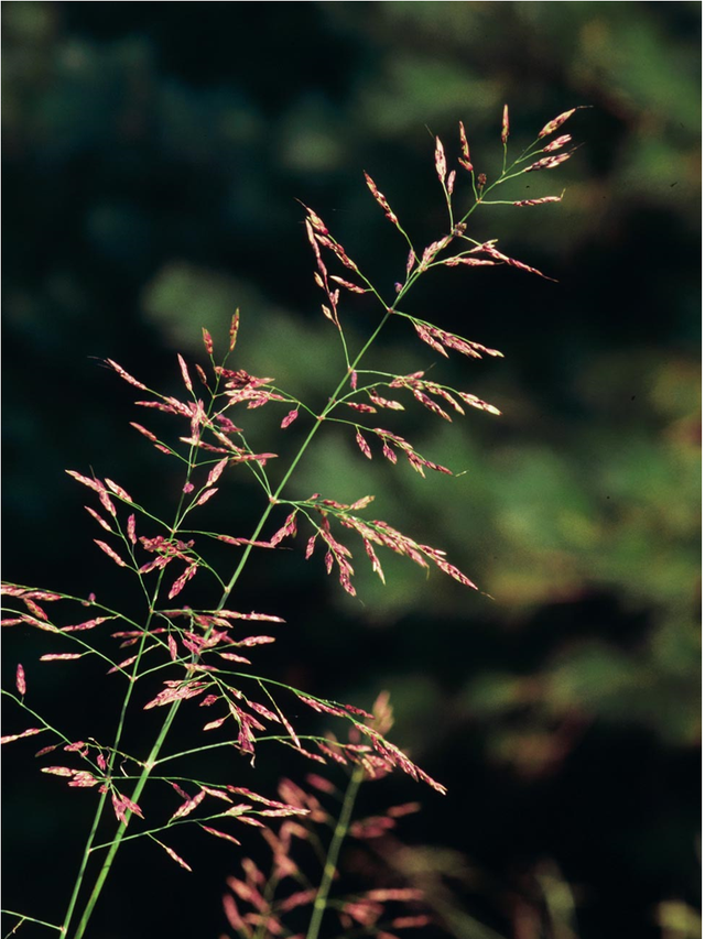 All Grasses, Sedges & Rushes | East Michigan Native Plants