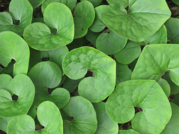 WILD GINGER (Asarum canadense) | East Michigan Native Plants