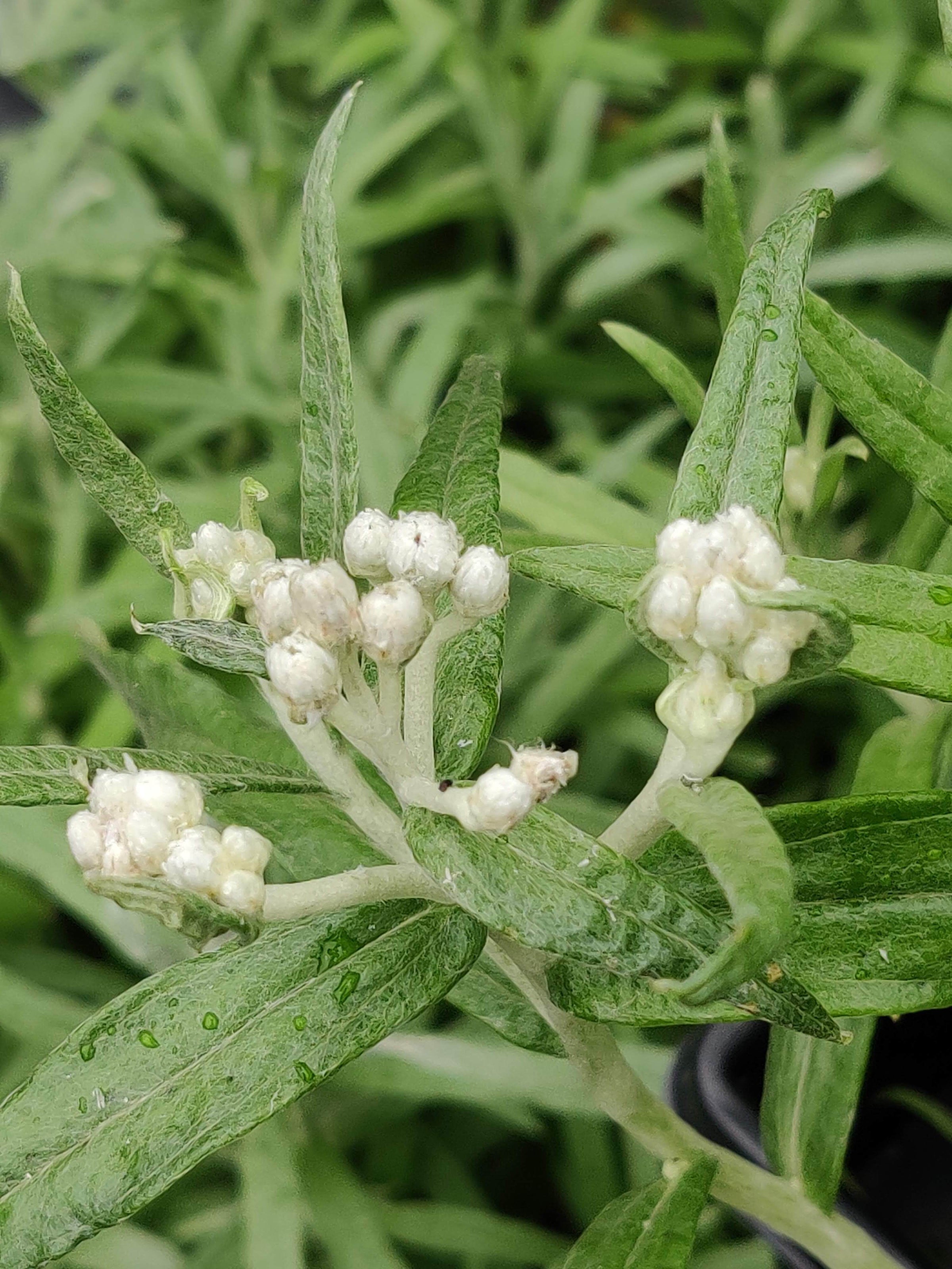 Anaphalis Margaritacea Plants
