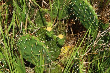 EASTERN PRICKLY PEAR CACTUS (Opuntia humifusa) | East Michigan Native ...