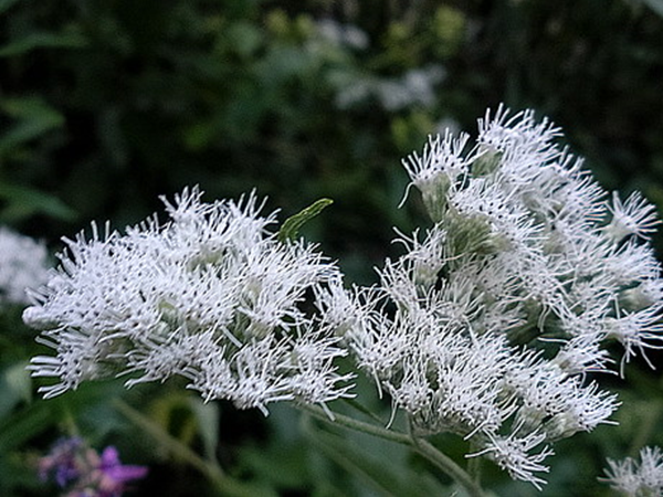 FALSE BONESET (Brickellia eupatorioides) | East Michigan Native Plants