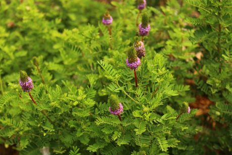 LEAFY PRAIRIE CLOVER (Dalea foliosa) | East Michigan Native Plants