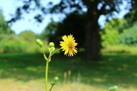 PRAIRIE DOCK (Silphium terebinthinaceum) | East Michigan Native Plants
